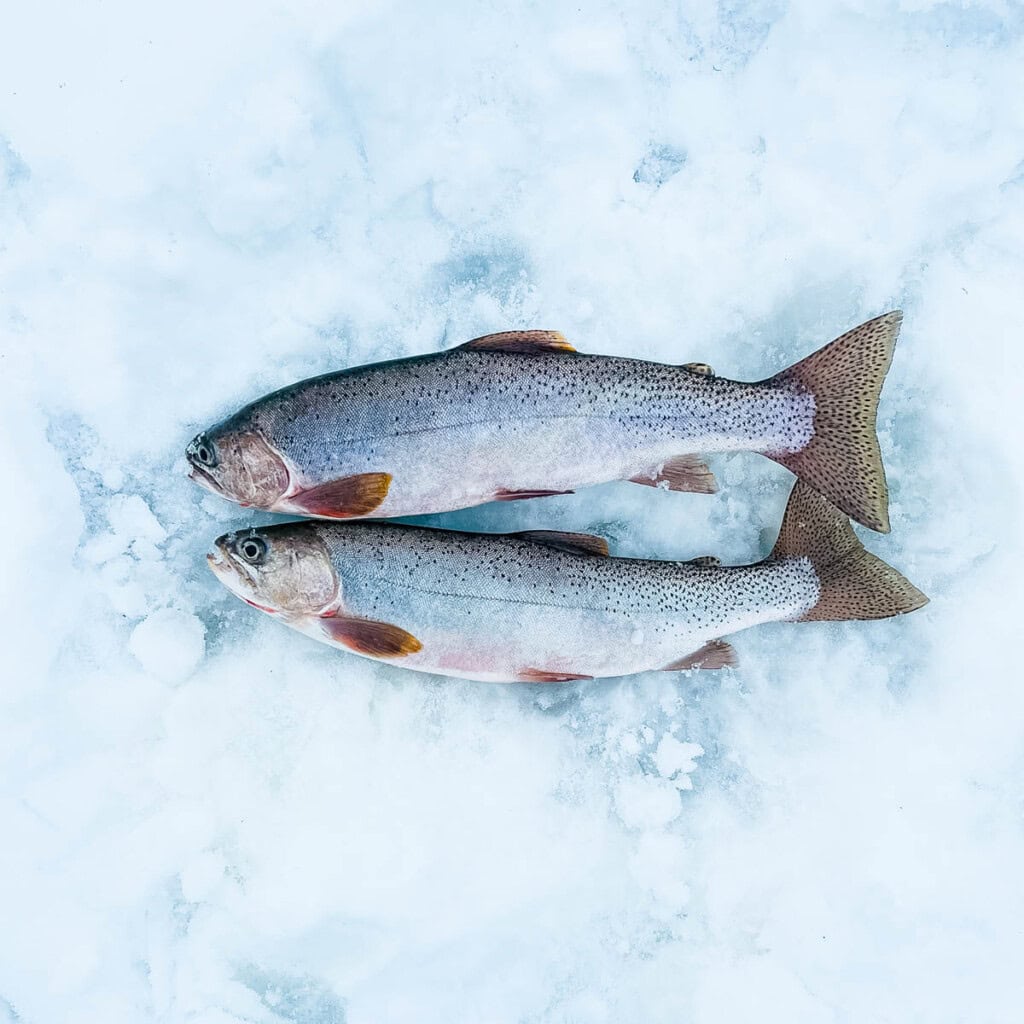 Easy Whole Smoked Trout - Winding Creek Ranch